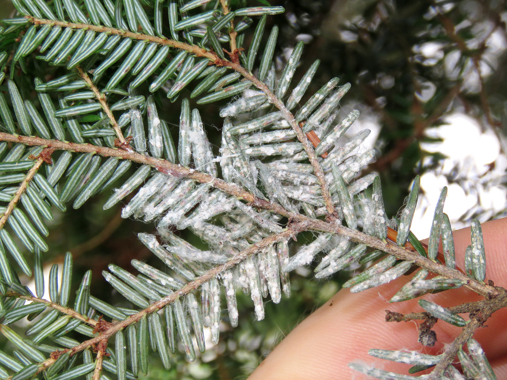 What Is Elongate Hemlock Scale