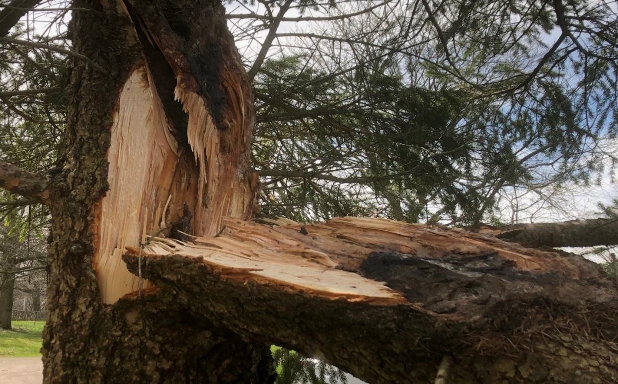 The Top 13 Signs Of Hazardous Trees