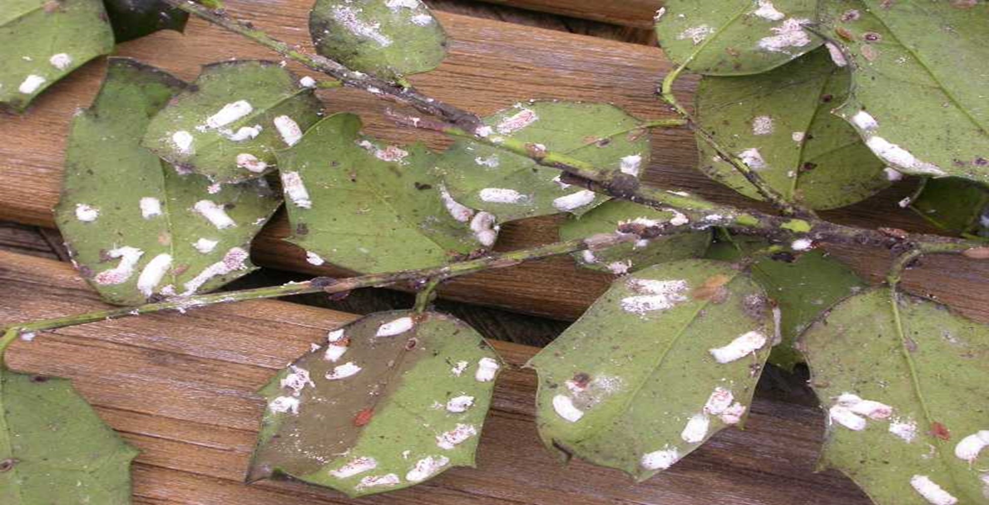 The 6 Most Common Insects In New England - Tree Pest Control