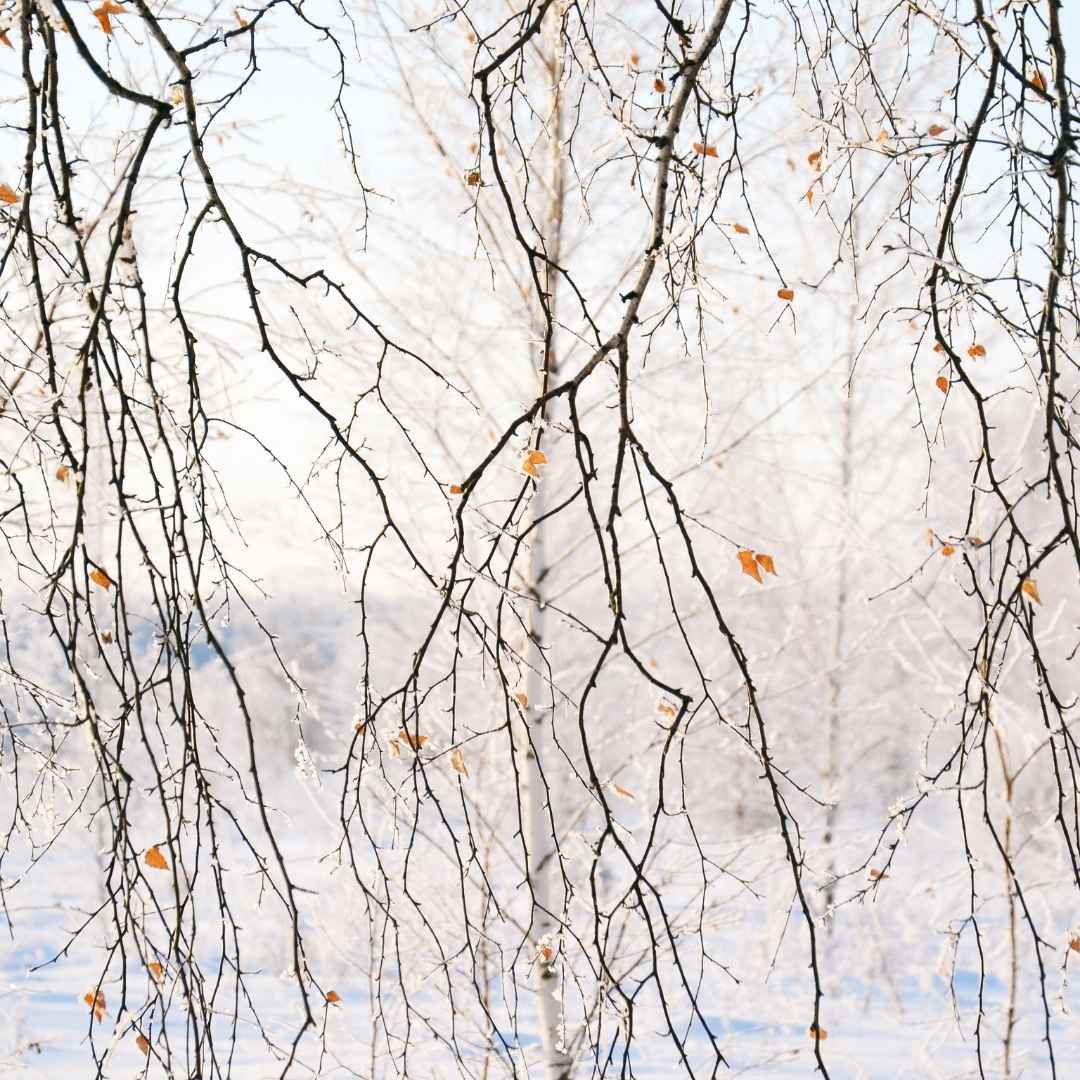 Are Your Trees Ready For Winter? Our Top 7 Tips