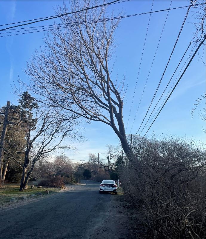 The Top 7 Signs of Hazardous Trees