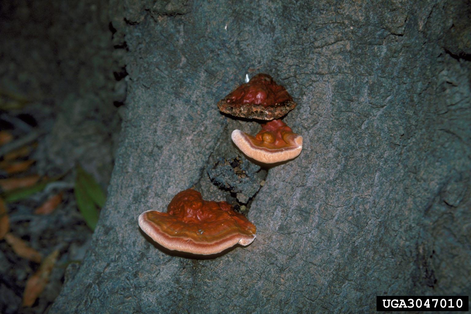 Decay Fungi - Mushrooms on Trees